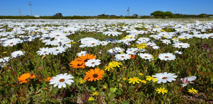 Have A Blooming Good Time This Flower Season