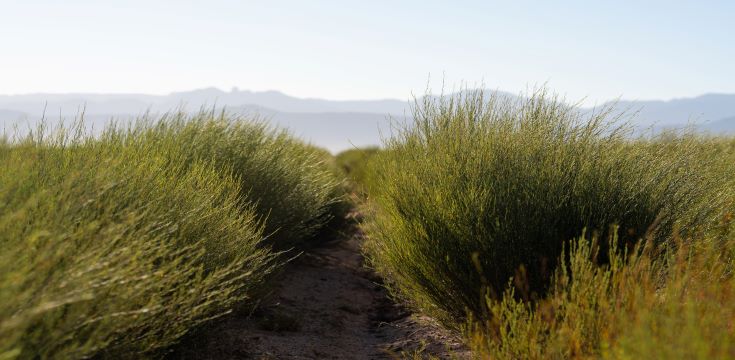 The Healing Power Of Indigenous South African Herbs